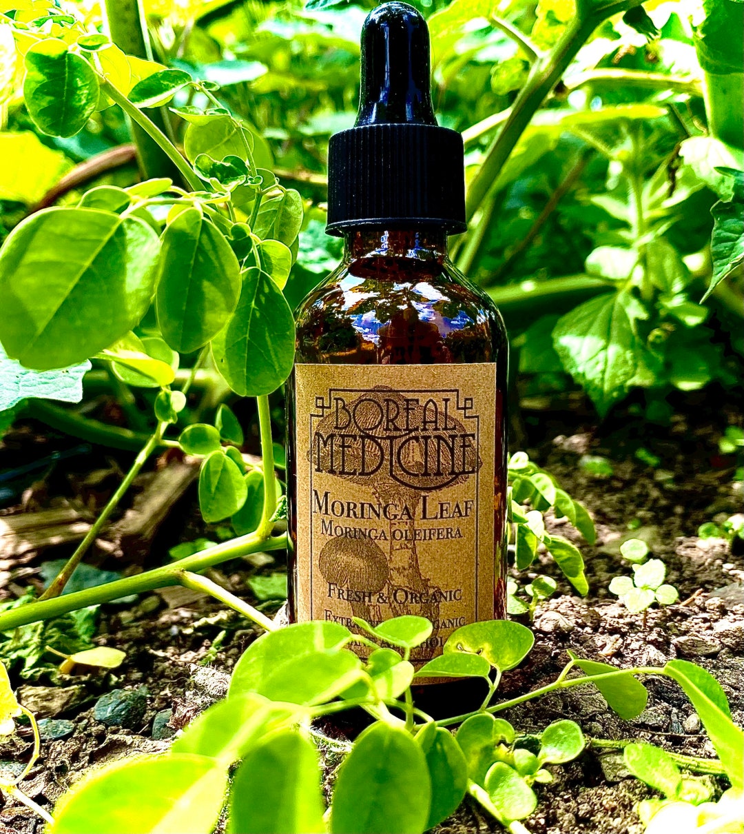 Moringa Leaf Tincture | Organic & Fresh - Etsy