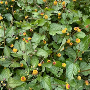 Spilanthes Tincture (toothache Plant) | Organic & Fresh - Etsy
