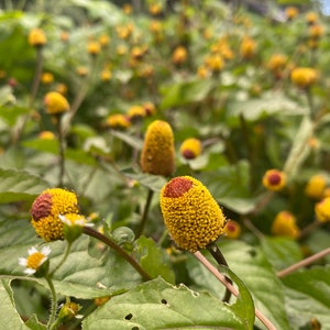 Spilanthes Tincture (toothache Plant) | Organic & Fresh - Etsy