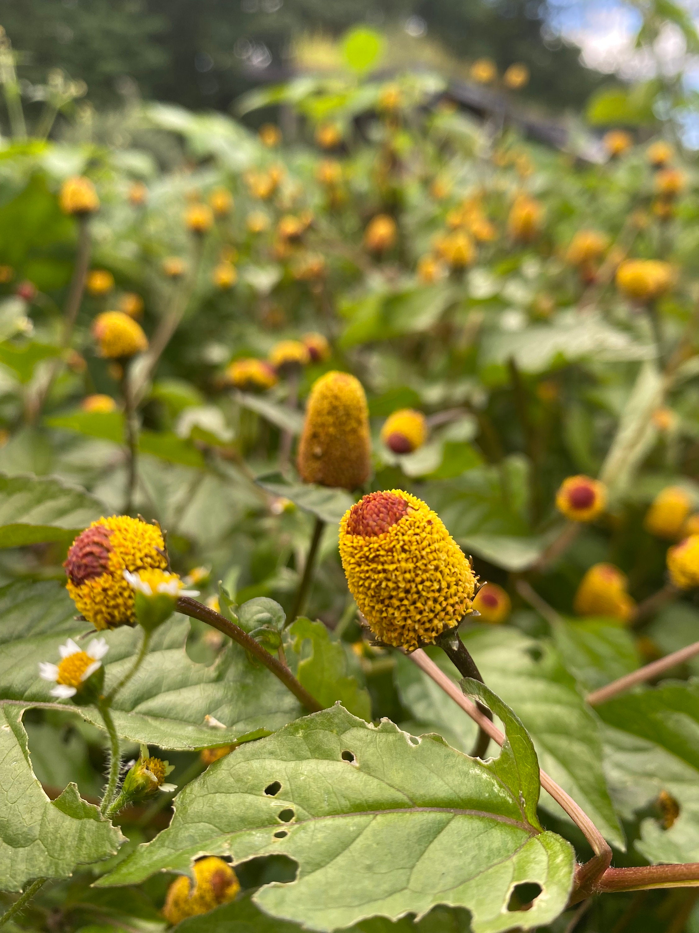 Spilanthes Tincture (toothache Plant) | Organic & Fresh - Etsy