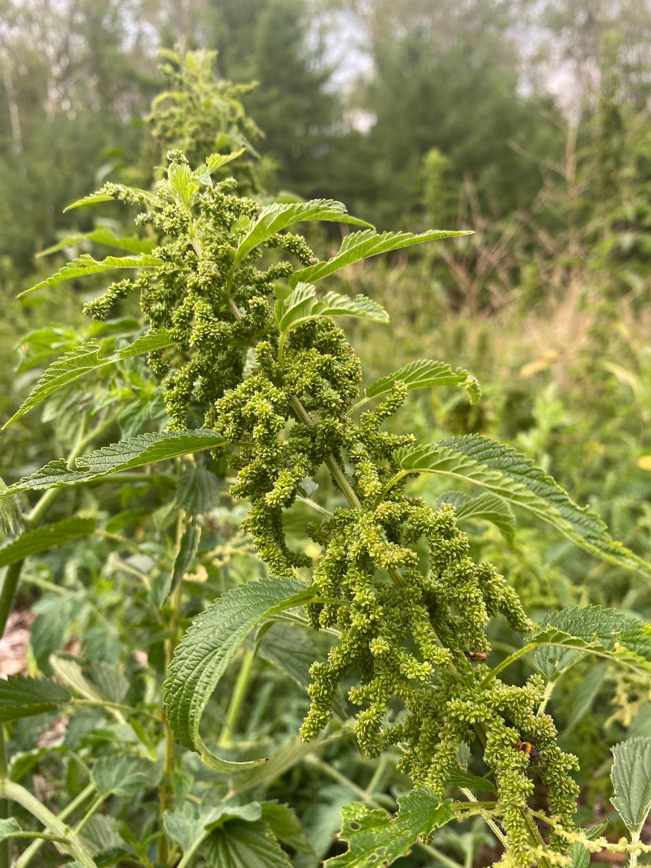 Stinging Nettle Seed Tincture Female Seed Organic Wild & - Etsy