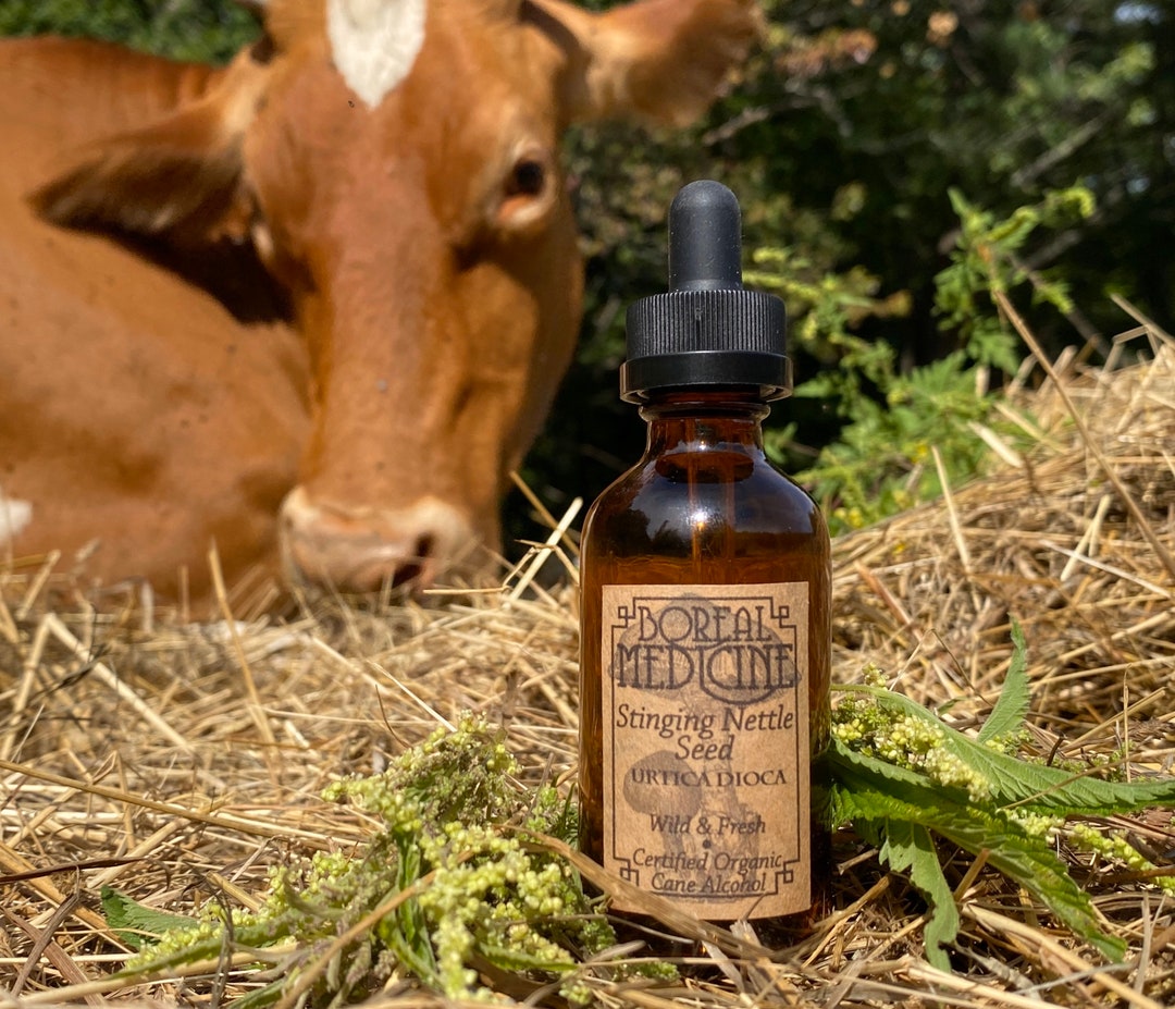 Stinging Nettle Seed Tincture • Female Seed, Organic, Wild & Fresh - Etsy