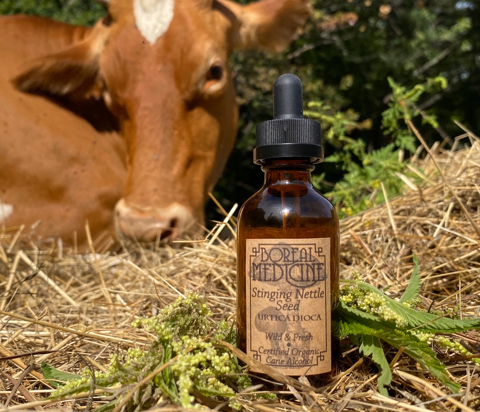 Stinging Nettle Seed Tincture Female Seed Organic Wild & - Etsy