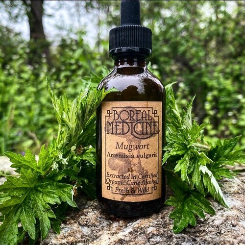 Mullein Tincture Organic Wild & Fresh - Etsy Mullein Tincture Organic Wild & Fresh - Etsy