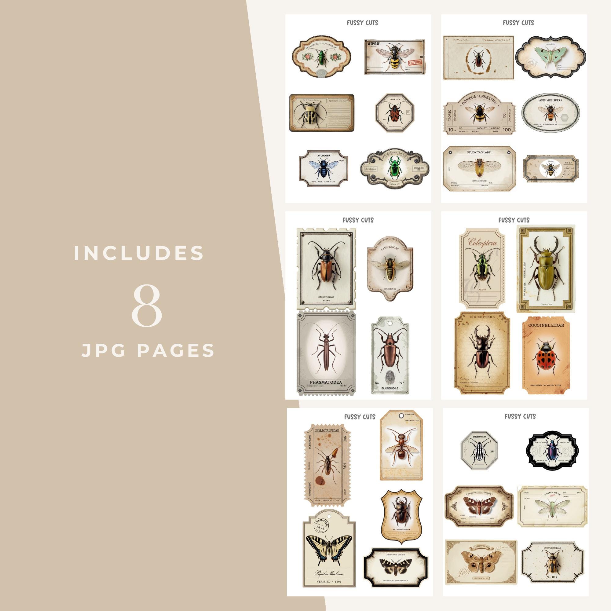 Insect Labels, Vintage Labels, Junk Journal, Fussy Cuts, Specimen Label ...