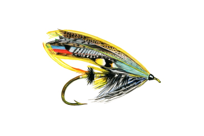 Jock Scott Salmon Fly Fine Art Print - Etsy