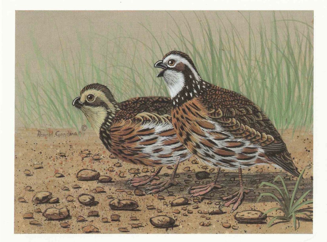 Bobwhite Quail Art Print, Bird Dog Landscape, Ronald Goodman Limited ...