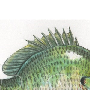 Fish Art, Ronald Goodman Art, Bluegill, Bream, Perch Print, Fishing Art ...