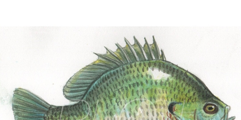 Fish Art, Ronald Goodman Art, Bluegill, Bream, Perch Print, Fishing Art ...