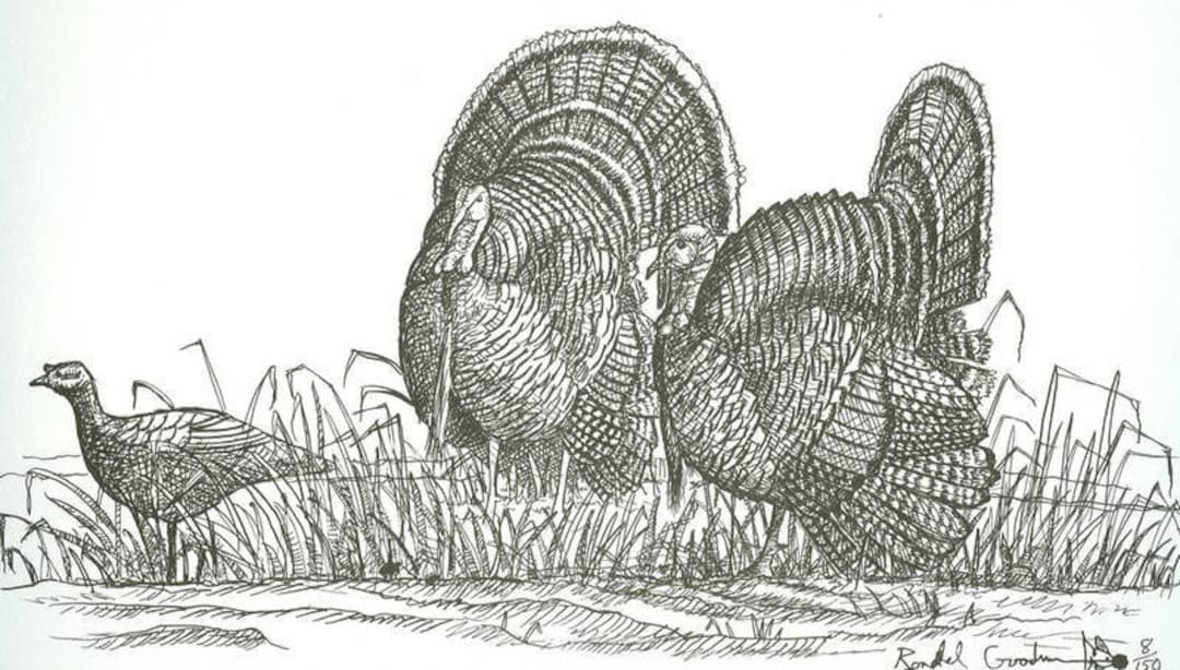 Wildlife Eastern Spring Turkey Spring Strut Gobbler Art Print - Etsy