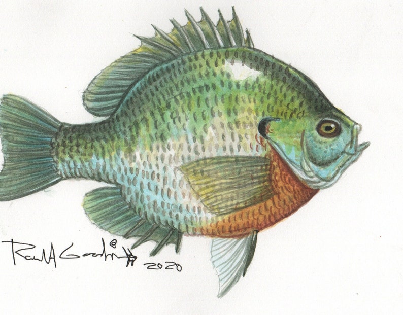 Fish Bluegill Bream Crappie Bass Trout Wildlife Art Tee Shirt Clothing ...