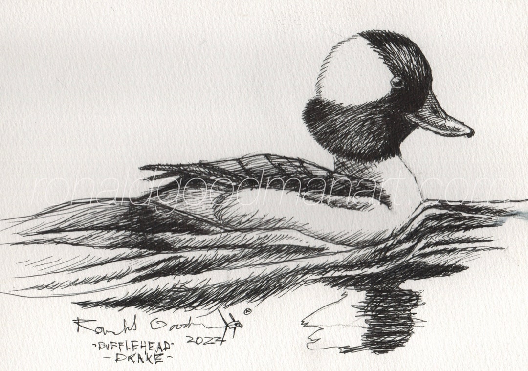 Georgia Made Art, Waterfowl Hunter Gift, Drawing of A Bufflehead Diving ...