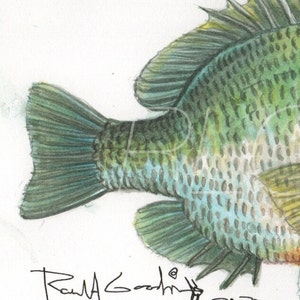 Fish Art, Ronald Goodman Art, Bluegill, Bream, Perch Print, Fishing Art ...