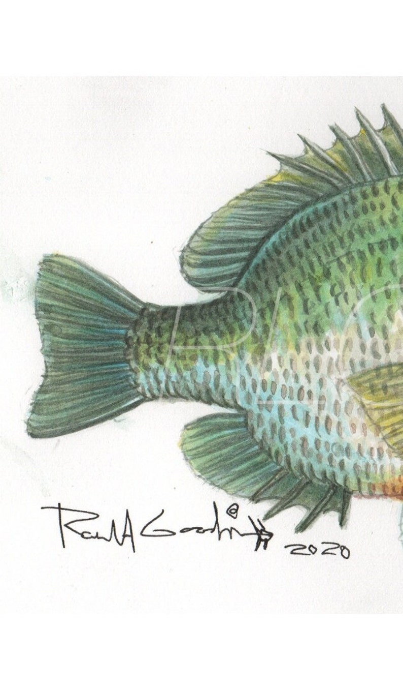 Fish Art, Ronald Goodman Art, Bluegill, Bream, Perch Print, Fishing Art ...