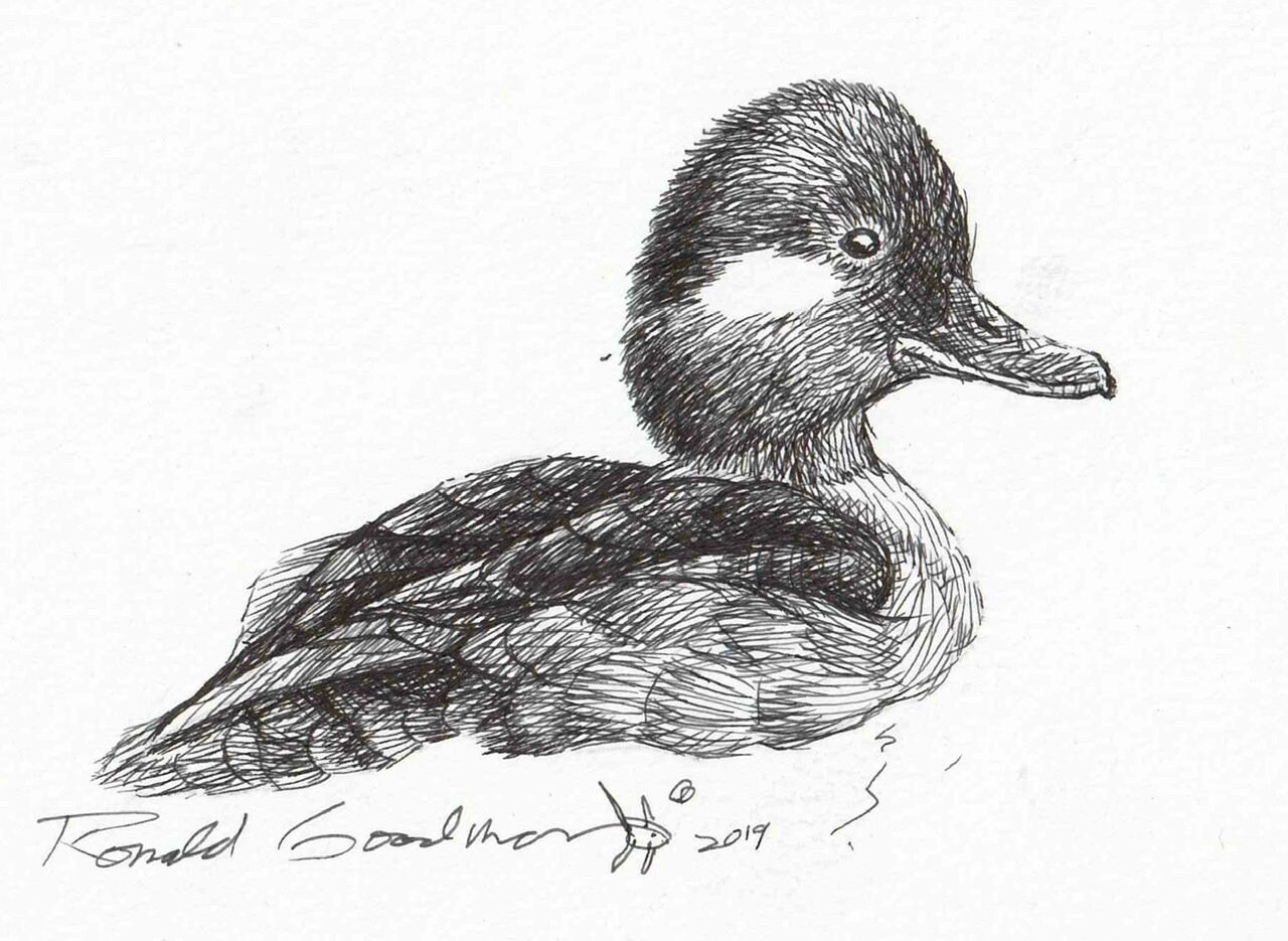 Bufflehead Hen, Matted Original Pen and Ink Study, Duck hunting, Drake ...