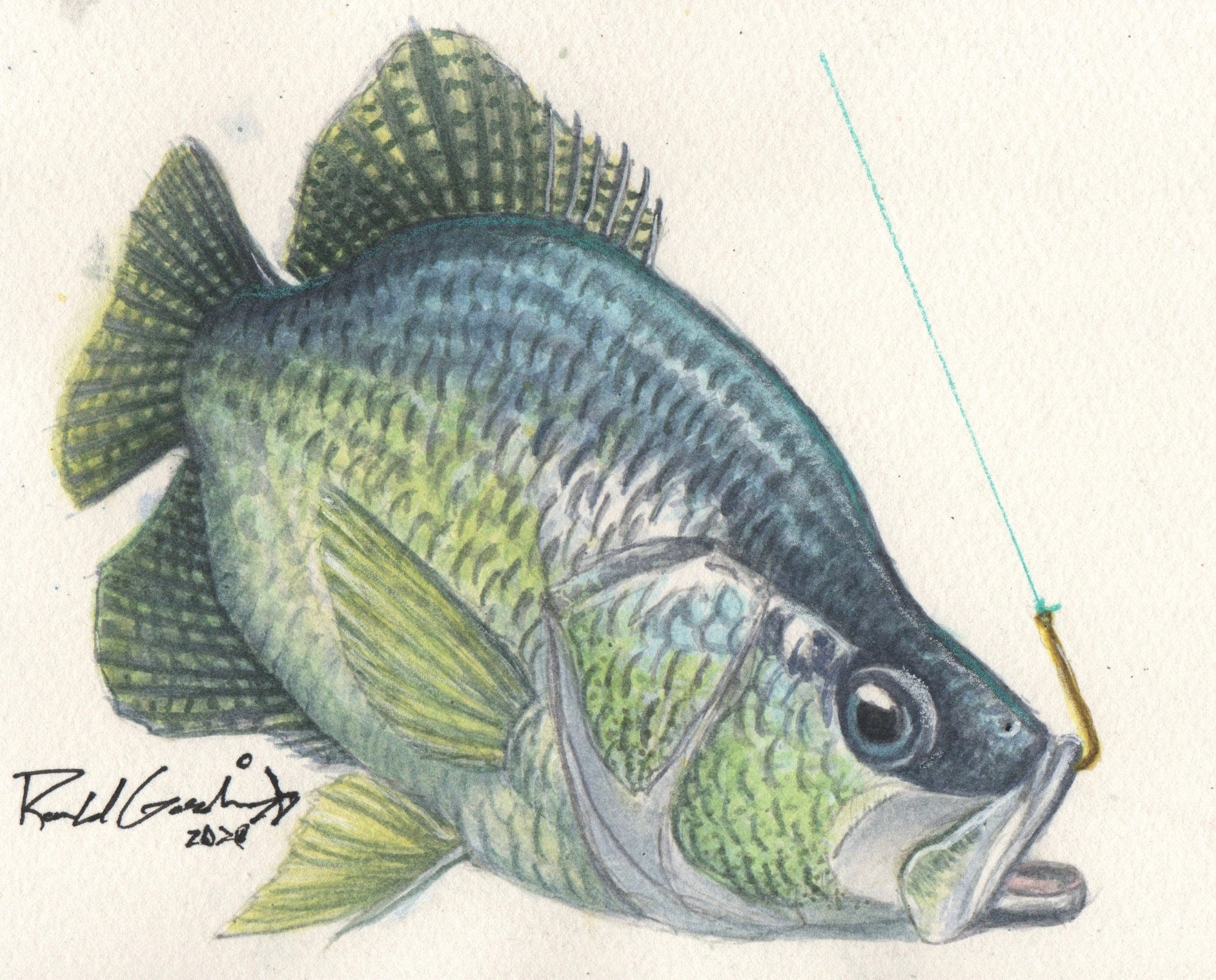 Barely Hooked, (White Crappie) Matted, Mixed Media Original Created by ...