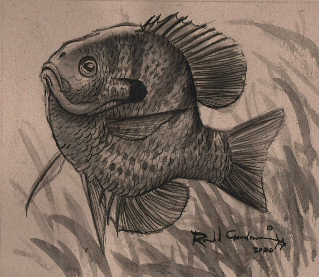 Bluegill Fish, Original Ink Drawing, Wild Fish Drawing, Gift for Angler ...