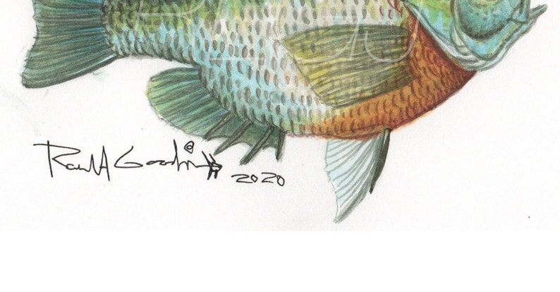 Fish Art, Ronald Goodman Art, Bluegill, Bream, Perch Print, Fishing Art ...
