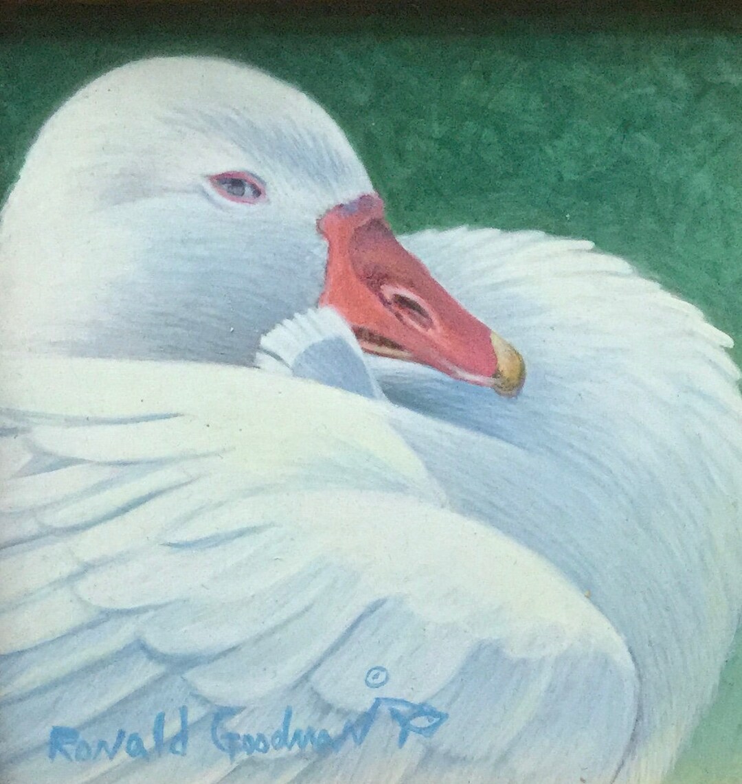 Wildlife Art, Miniature Painting of Bird Duck Goose, Mini Small Tiny ...