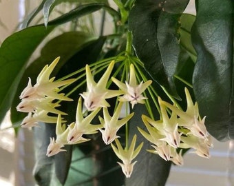 Hoya Shooting Star - Etsy