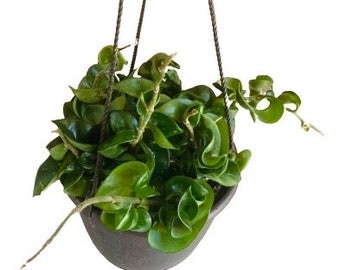 6 Basket Hoya Carnosa Compacta hindu Rope - Etsy