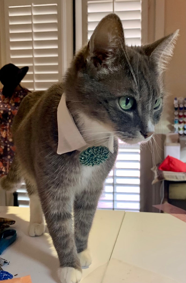 Bow tie and shirt collar for cats or dogs | Etsy