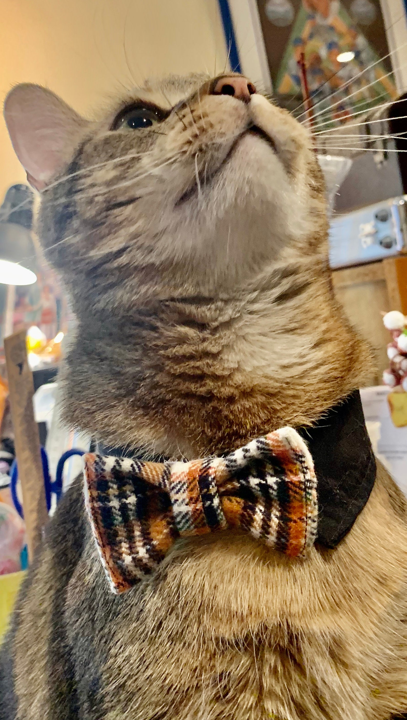 Bow tie and shirt collar for cats or dogs | Etsy