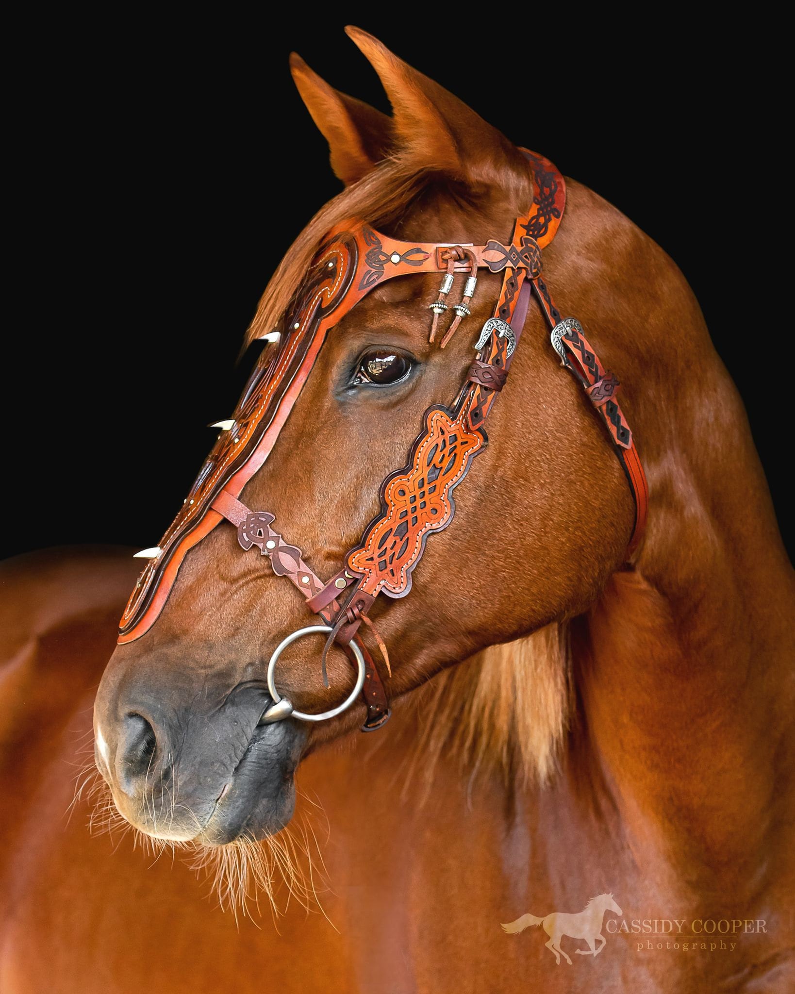 Thorondors Crown Bridle/chamfron - Etsy