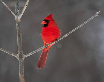 Cardinal in Tree - Etsy