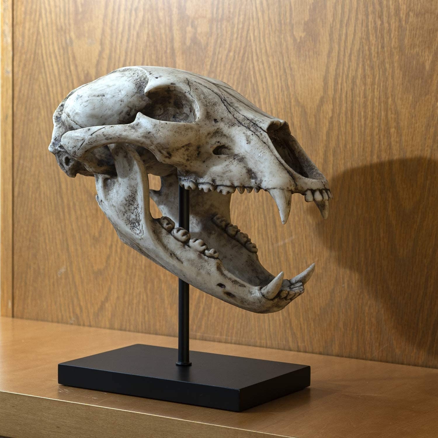 Embolotherium Skull
