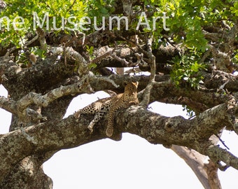 Katharsis Greek Pottery Sphinx Leopard Big Cat Poster - Etsy