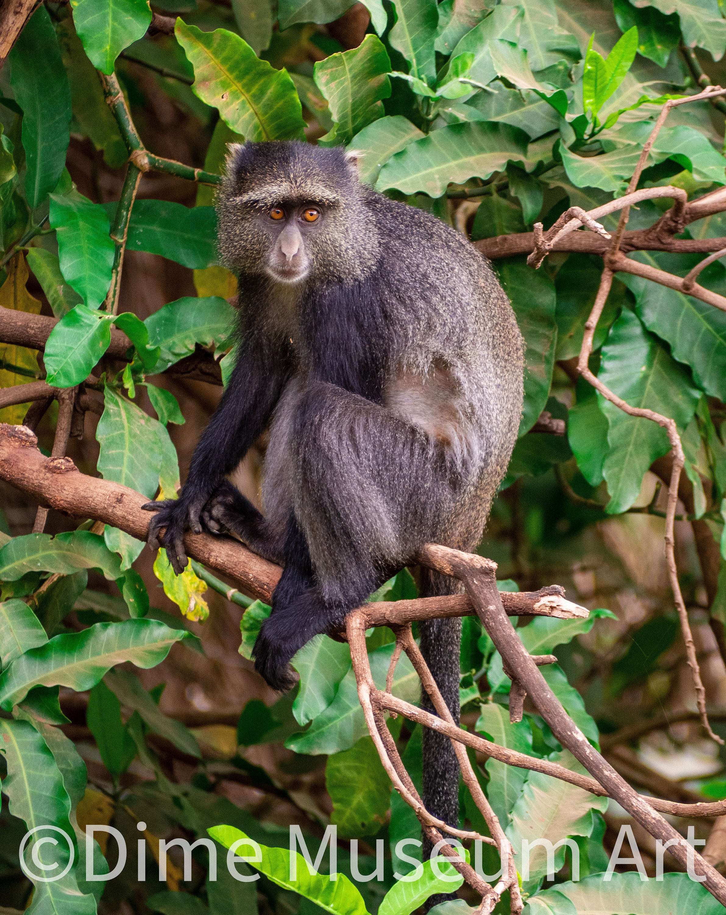 Blue Monkeys In Africa