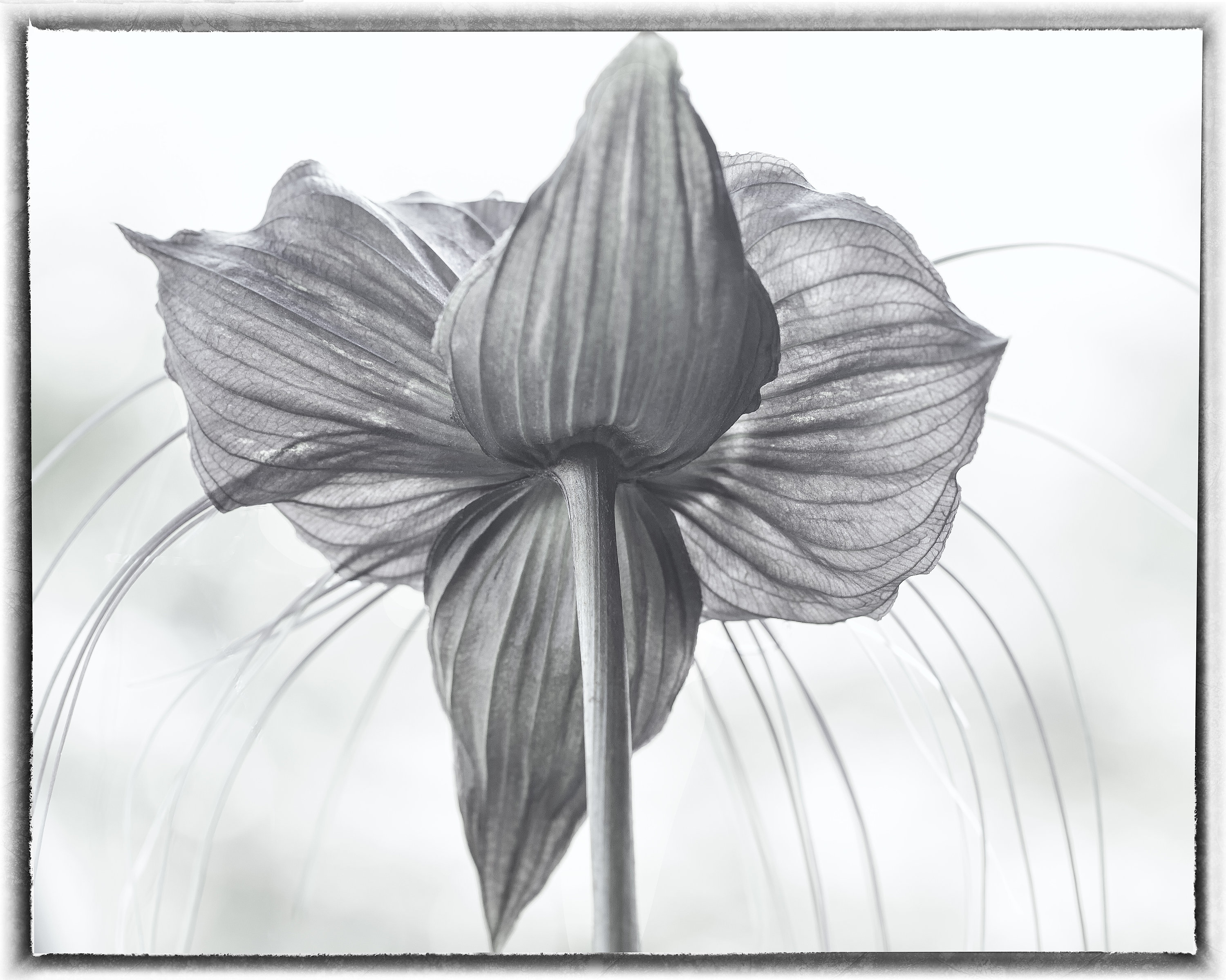 BAT FLOWER A Black and White Original Fine Art Photographic Print of ...
