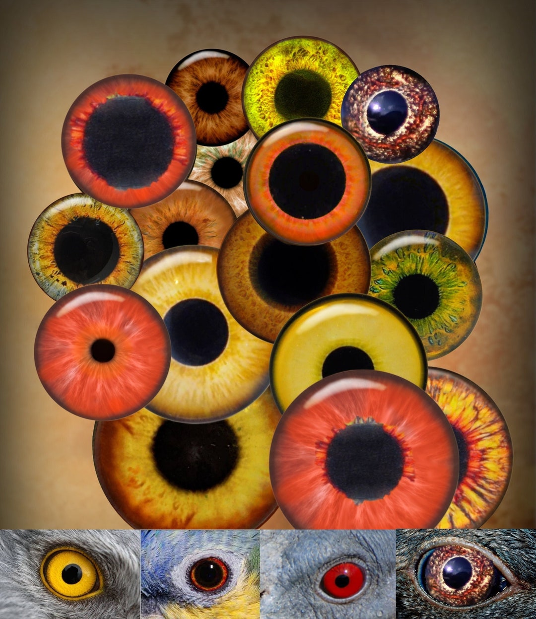 Printable Eyes Realistic Irises, Bird Eyes, Animal, Monster, Dragon ...