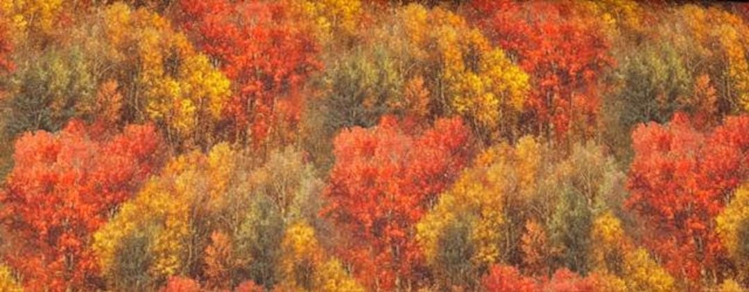 Fabric WHITETAIL COUNTRY *forest Texture* 22201 Forest Trees in Fall ...