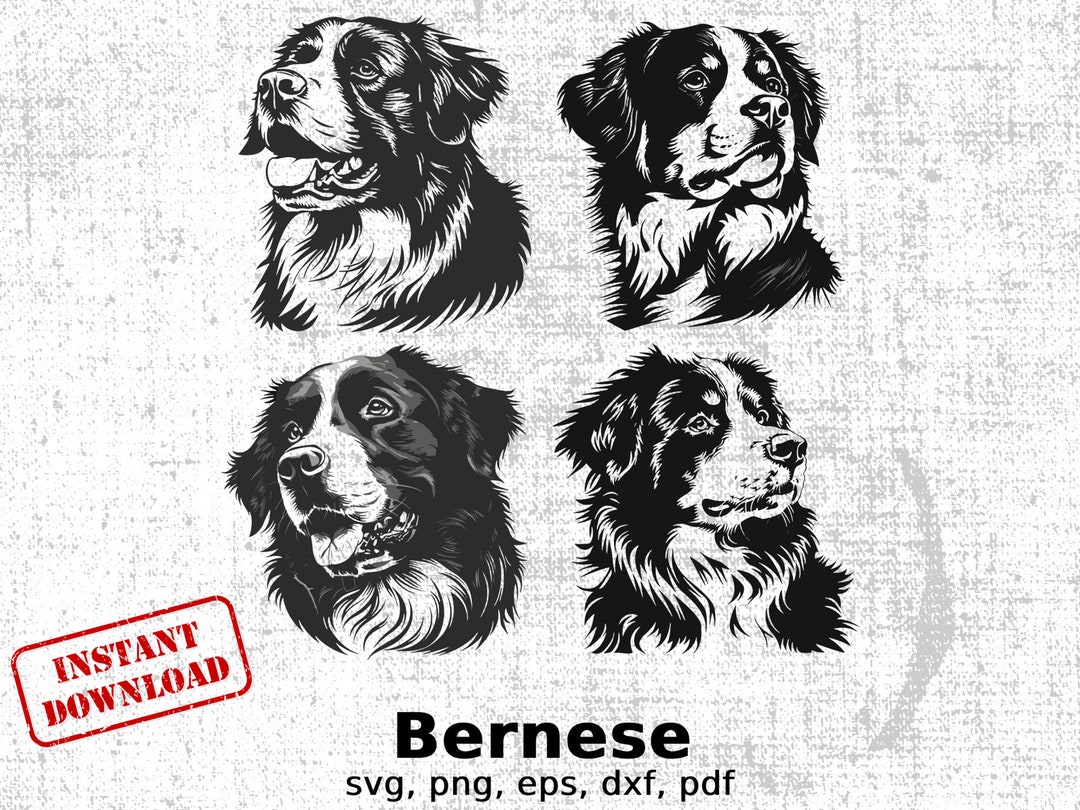 Bernese Mountain Dog Svg, Png, Eps, Dxf, Pdf, Bernese Dog Clipart, Dog ...