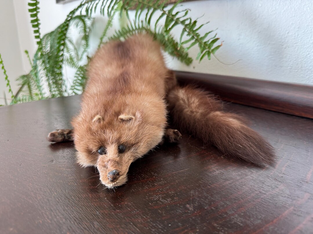Mid-century Mink Full-body Stole With Original Selber Brothers ...