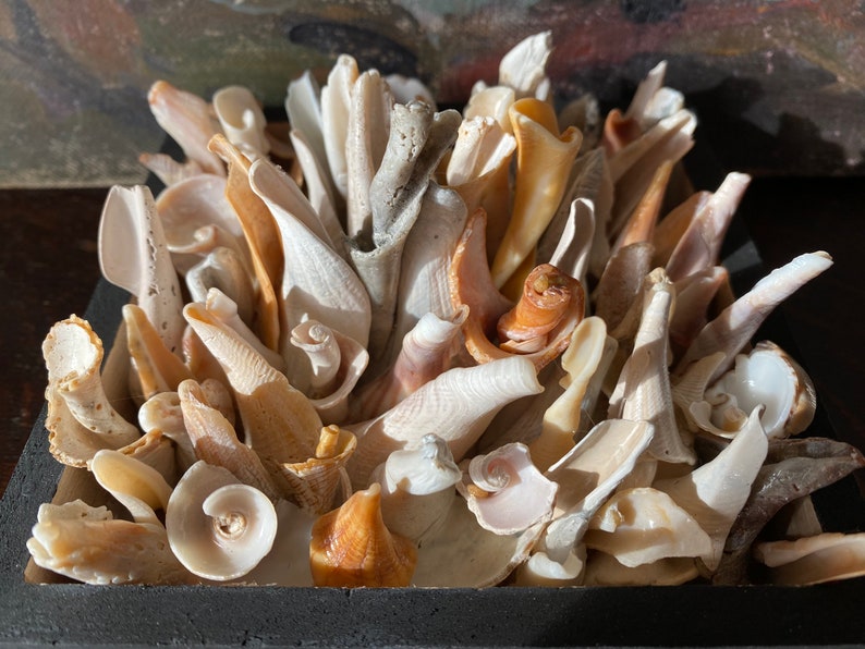 Vintage Abstract Seashell Wall Hanging Vintage Seashell Wall - Etsy