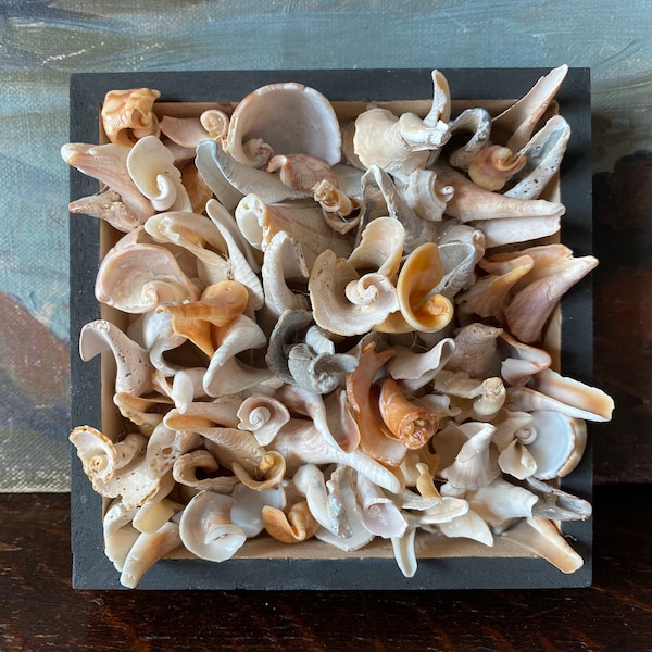 Shell Wall Art - Etsy