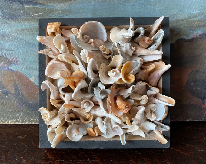 Vintage Abstract Seashell Wall Hanging Vintage Seashell Wall Art ...