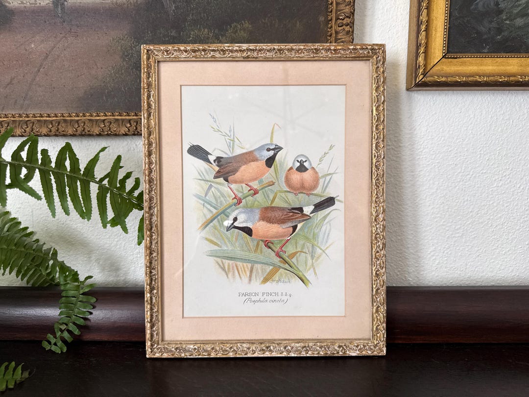 Antique F.W. Frohawk "parson Finch" Lithograph Antique Parson Finch ...