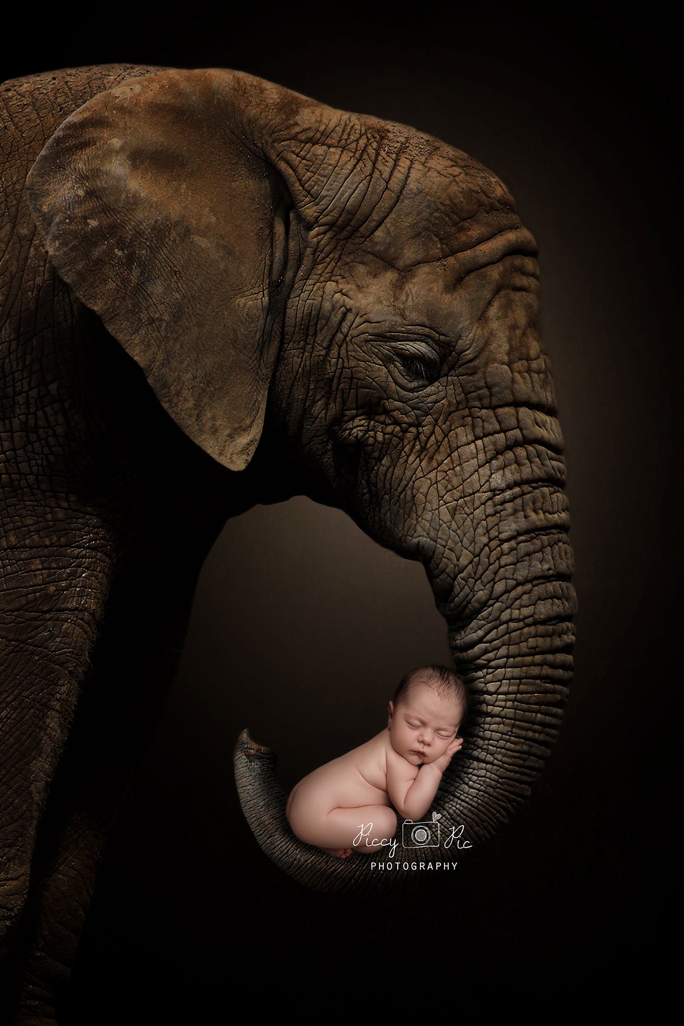 Elephant Digital Background Elephant Elephant Newborn Baby - Etsy