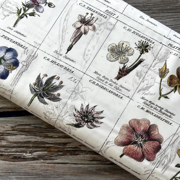 J Wecker Frisch Seeds - Etsy