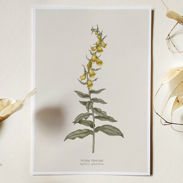 Foxglove Print - Etsy
