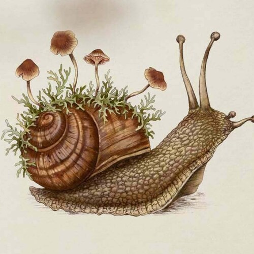 Garden Snail Art Print Wildlife Illustration Nature Poster - Etsy