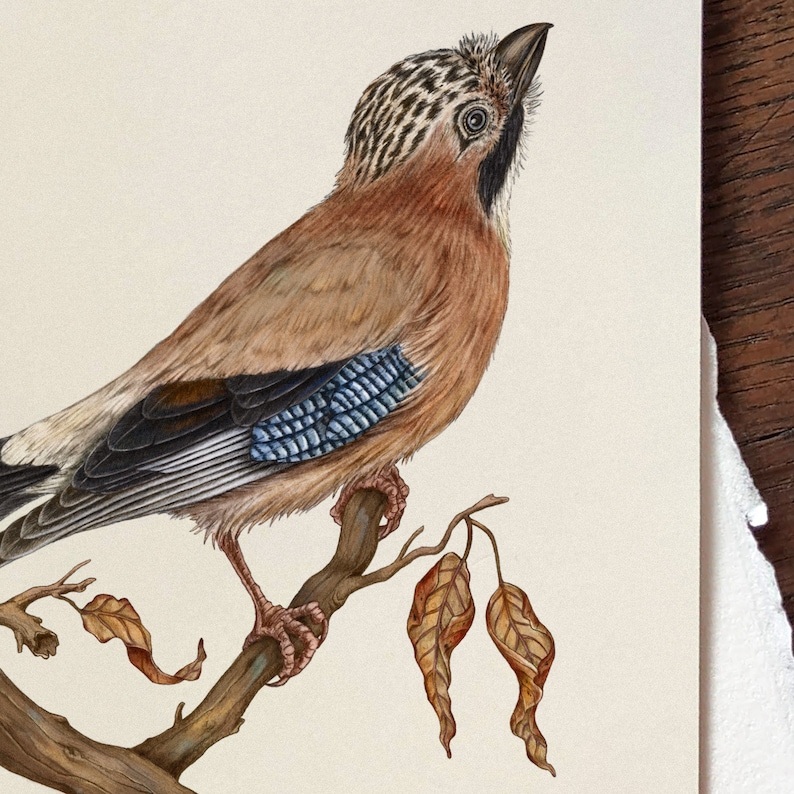 Eurasian Jay Art Print, Jay Illustration, Wildlife Art, Nature Art ...