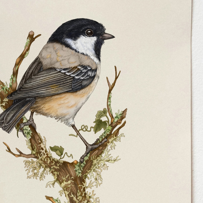 Chickadee Bird Illustration Print Chickadee Art Bird Art - Etsy