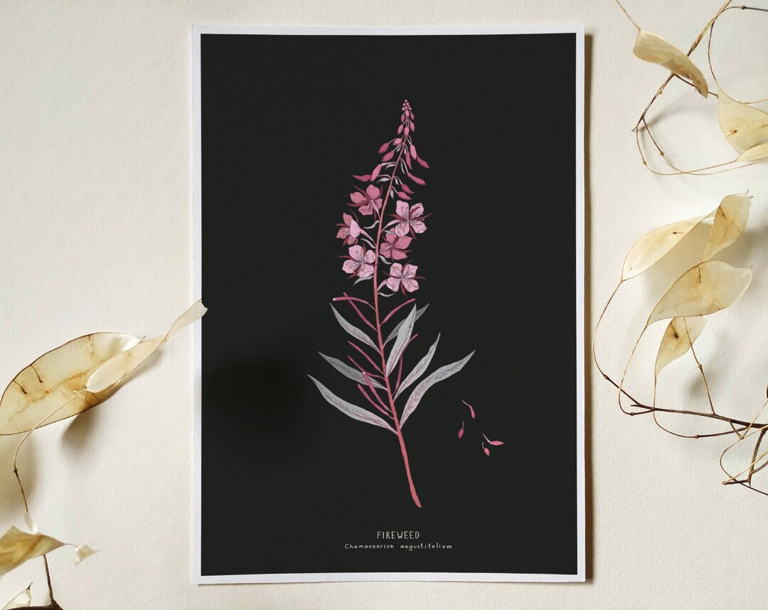 Fireweed Flower Botanical Print Illustration, Pink Red Wildflower Print ...