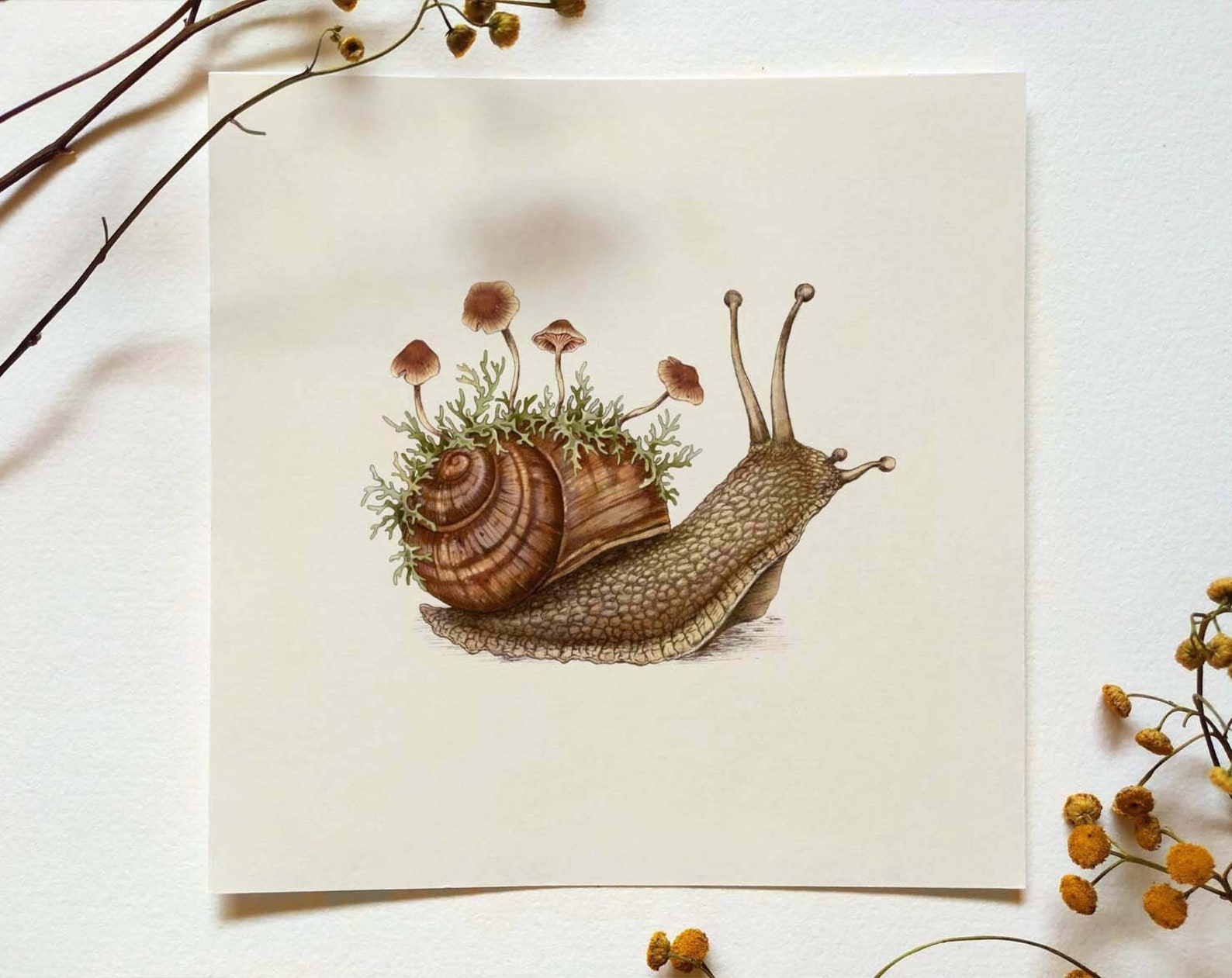 Garden Snail Art Print Wildlife Illustration Nature Poster - Etsy