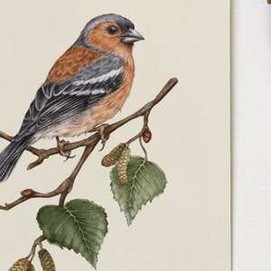 Chaffinch Bird Print,chaffinch on Birch Illustration,garden Bird Print ...